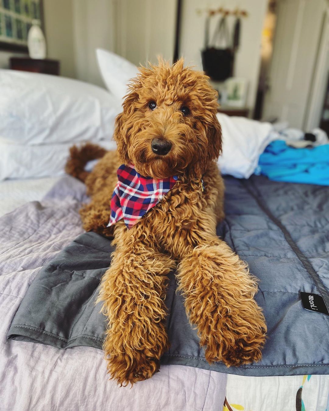 Irish Doodles are Being Owned by Youngsters due to their Super Cuteness ...